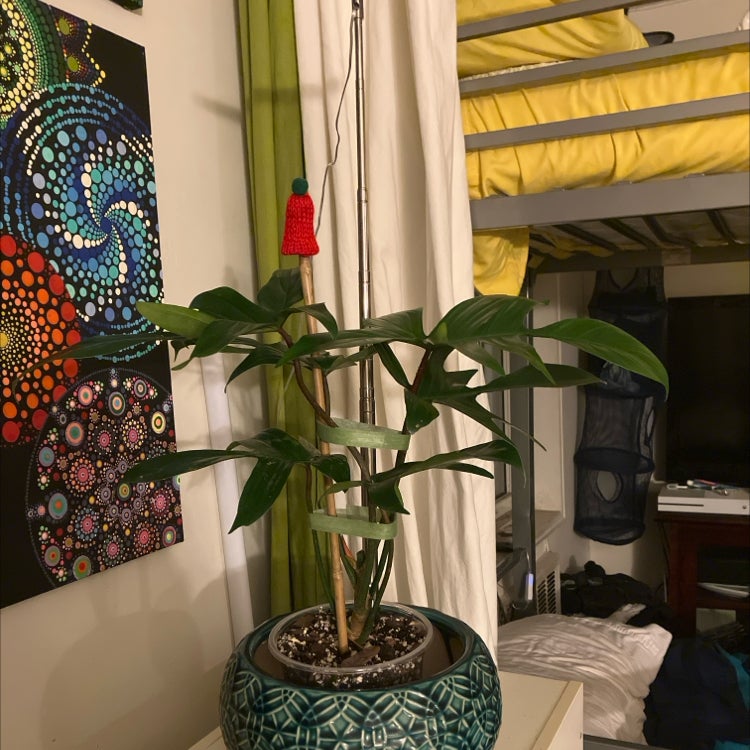 How to Care for Rudolph Philodendron: Mastering Water, Sunlight & More