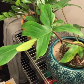 The Complete Rudolph Philodendron Plant Care Guide: Water, Light & Beyond