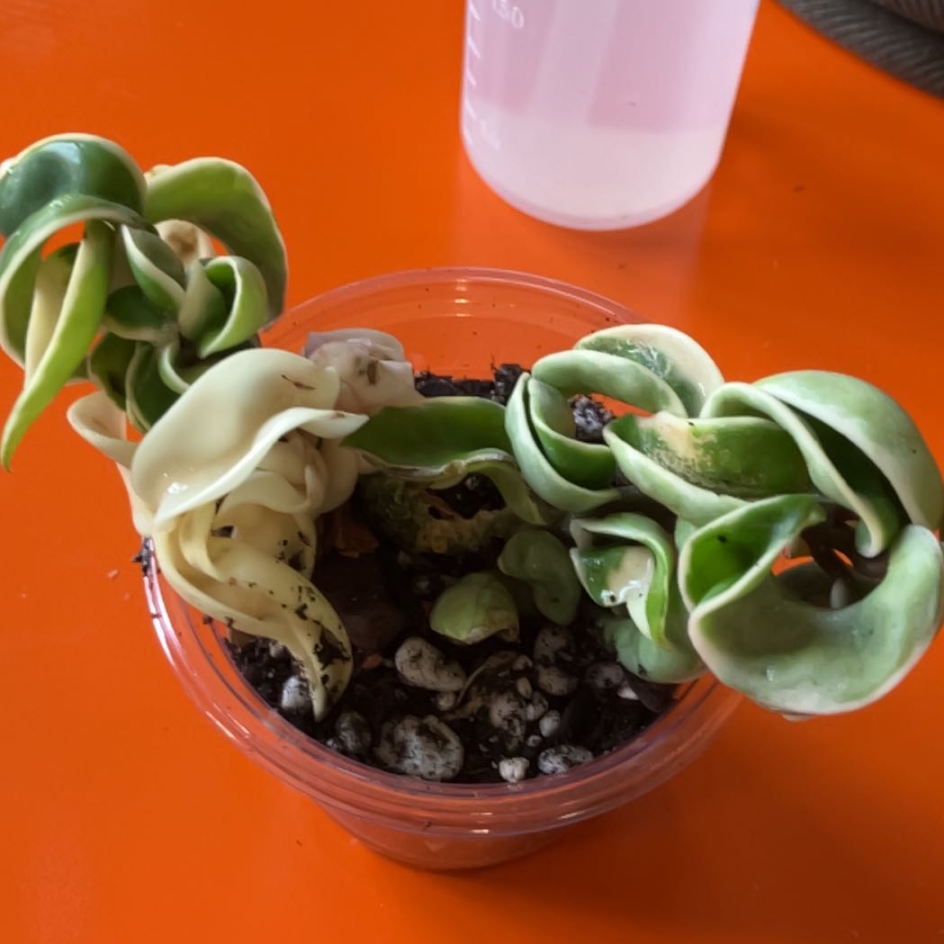 Hoya Compacta Variegata 'Mauna Loa' Care 101: Water, Light & Growing Tips