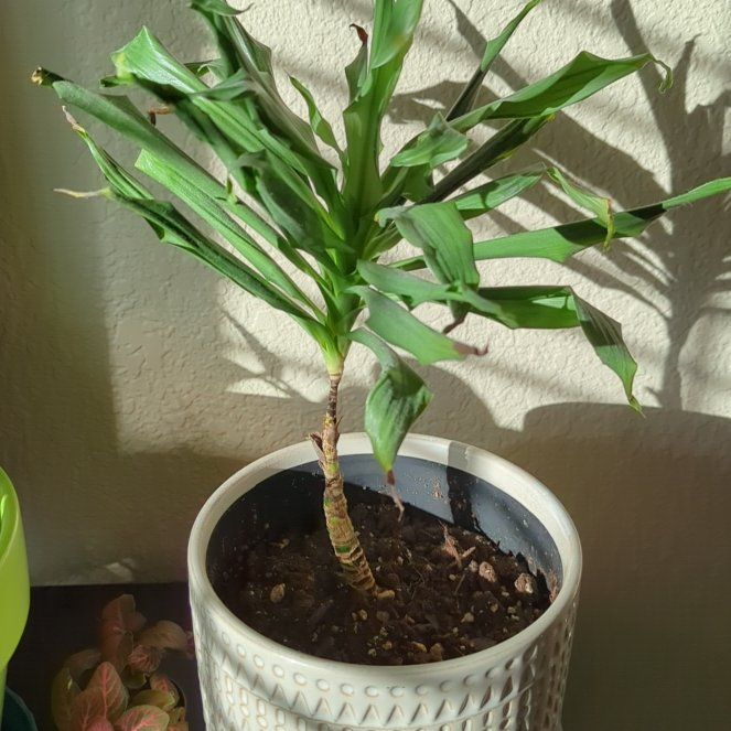 Homer | A plant by @WorldclassSucc on Greg