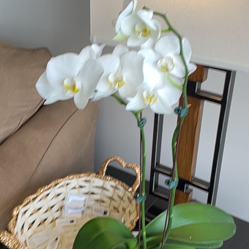 Table orchids | A plant by @SilkenBoglaurel on Greg
