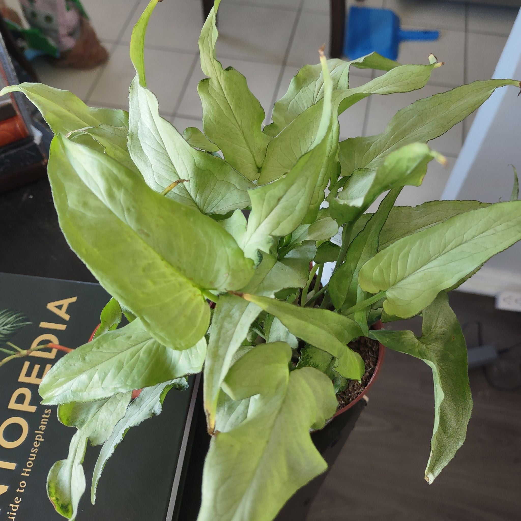 The Complete Syngonium Silver Fox Plant Care Guide: Water, Light & Beyond