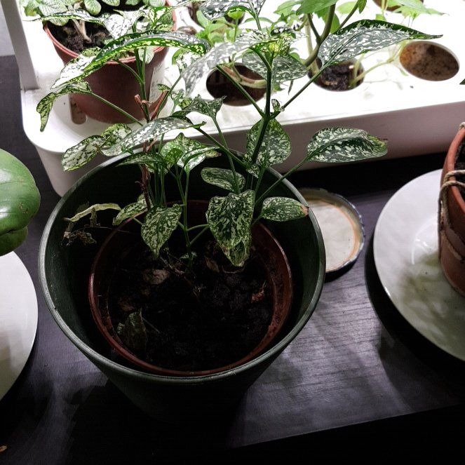 Nemo | A plant by @KnowingDracaena on Greg