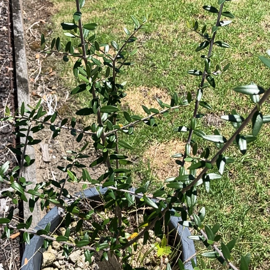 Zeus | A plant by @GlossyBasil on Greg