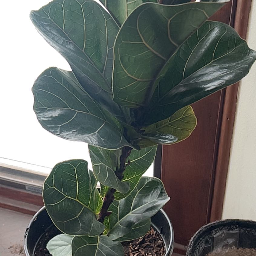 Zeus | A plant by @NeatGermaniris on Greg