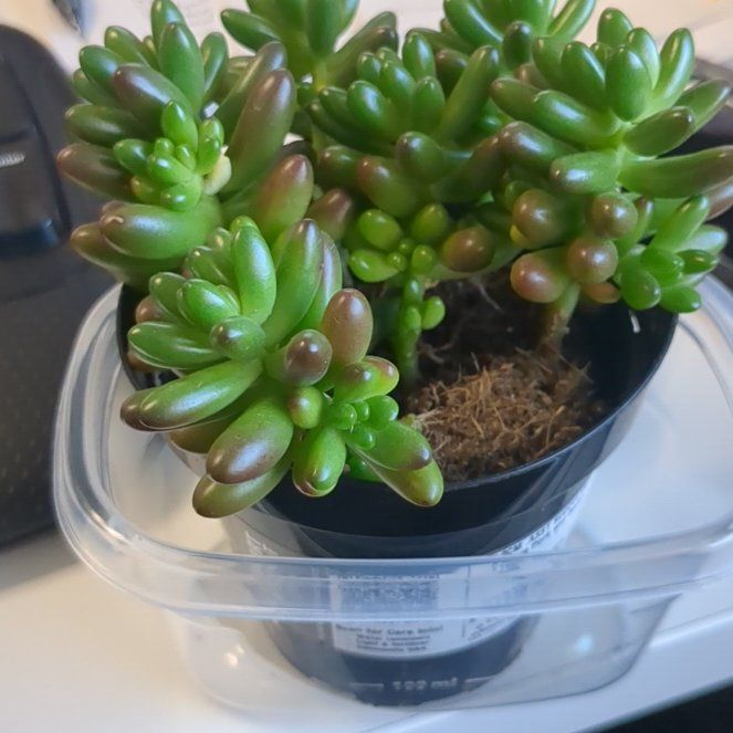 Huckleberry Fern | A plant by @BossNeoregelia on Greg