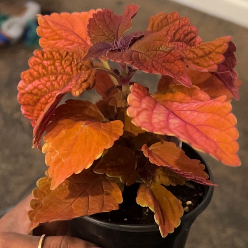 Inferno Coleus Care 101: Water, Light & Growing Tips