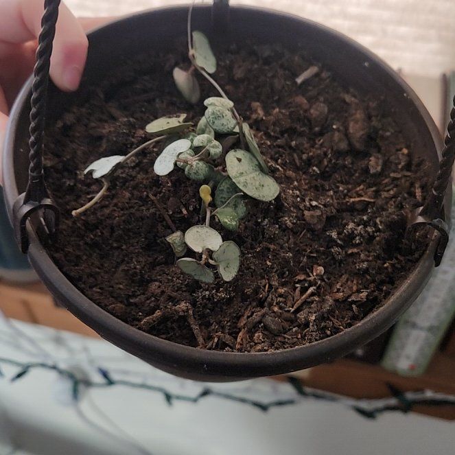 Cor | A plant by @BigSpiralaloe on Greg