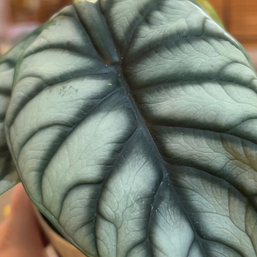 Xena | A plant by @TopBreweroak on Greg