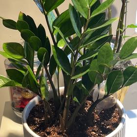 Captain Plant-it | A plant by @TopCrowgarlic on Greg