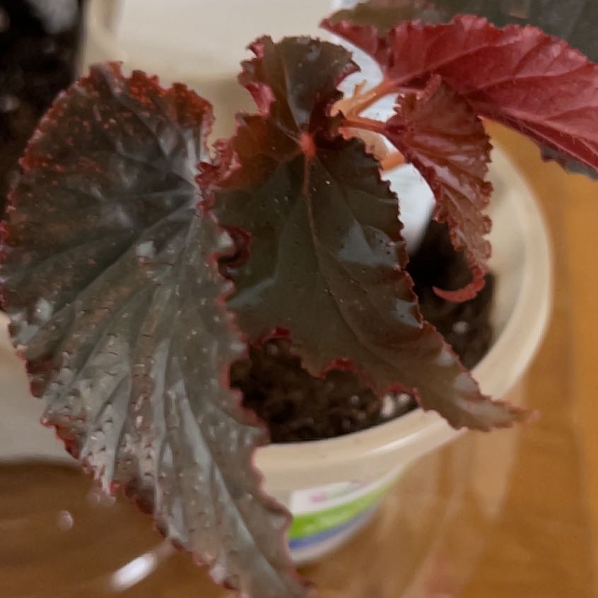 Huckleberry Fern | A plant by @GrowingPlanera on Greg