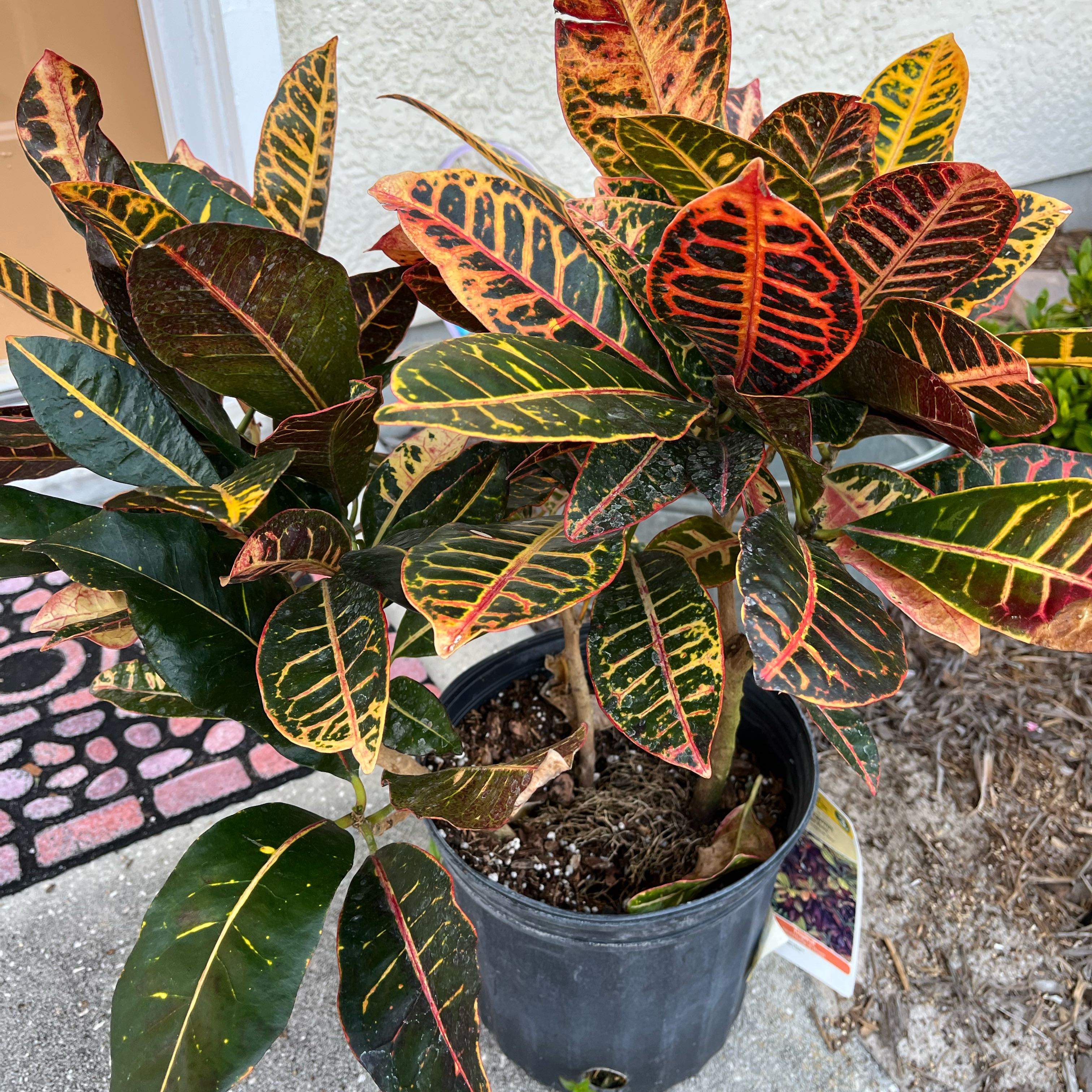 Watson | A plant by @Snapdragon on Greg