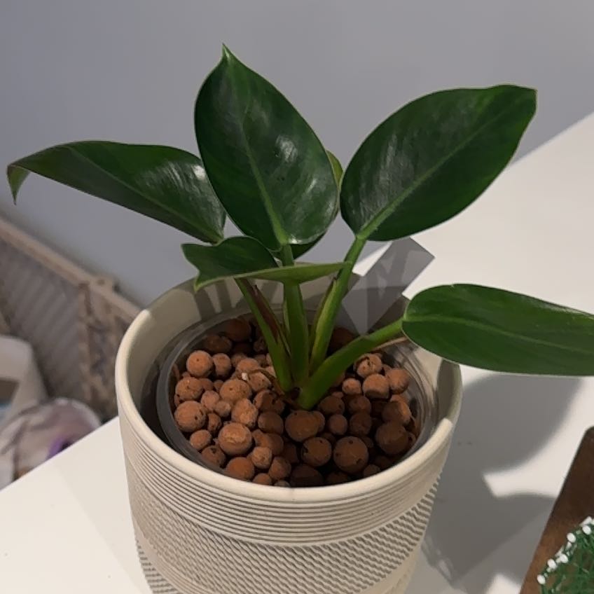 Philodendron Green Apple Plant Care: Water, Light, Nutrients | Greg App 🌱