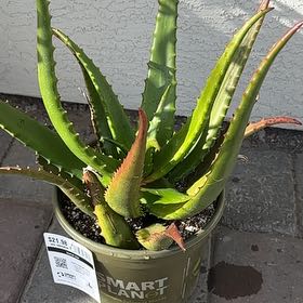 StarFish Aloe Plant Care: Water, Light, Nutrients | Greg App 🌱