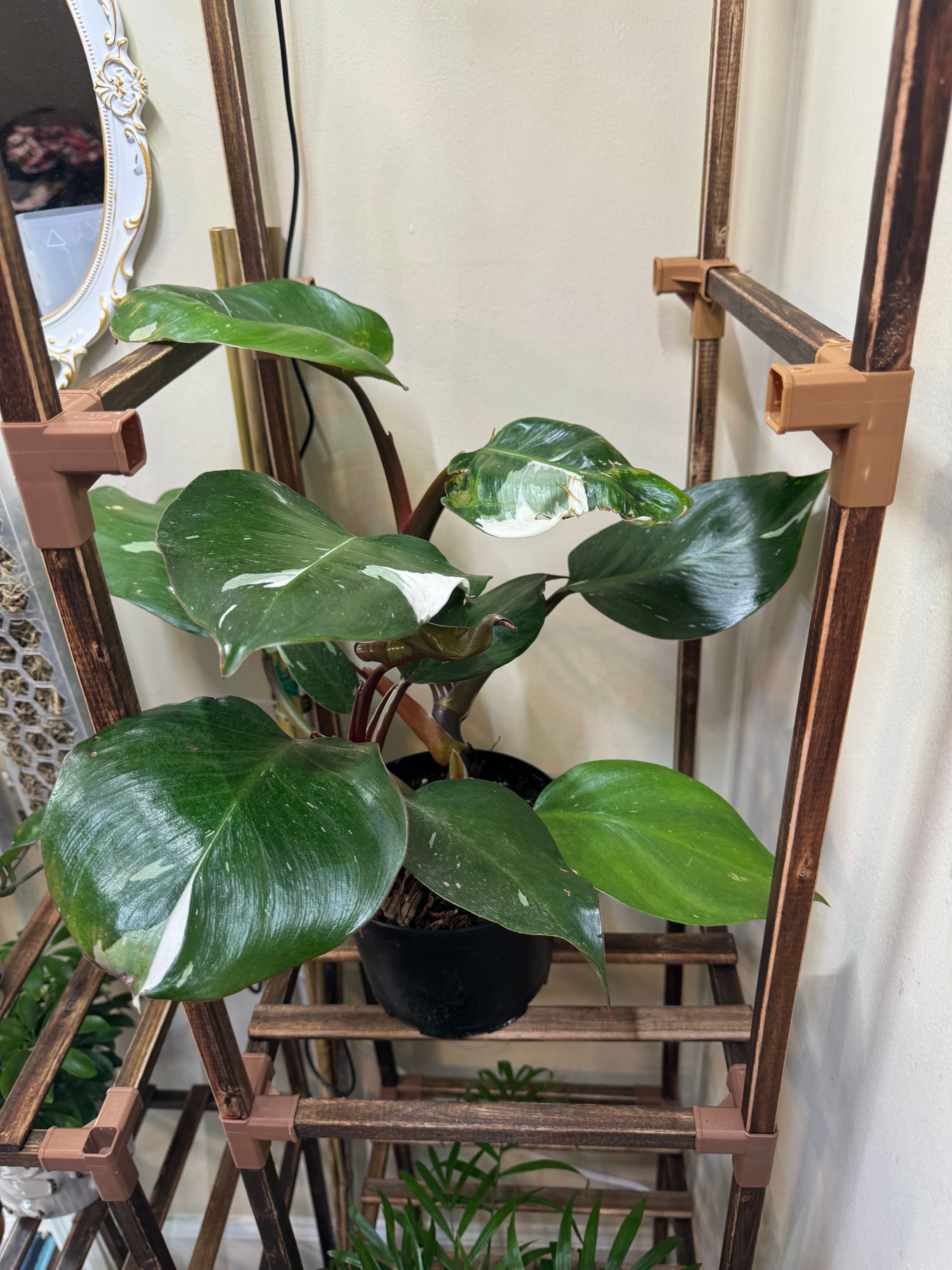 The Complete Philodendron Lanai Plant Care Guide: Water, Light & Beyond