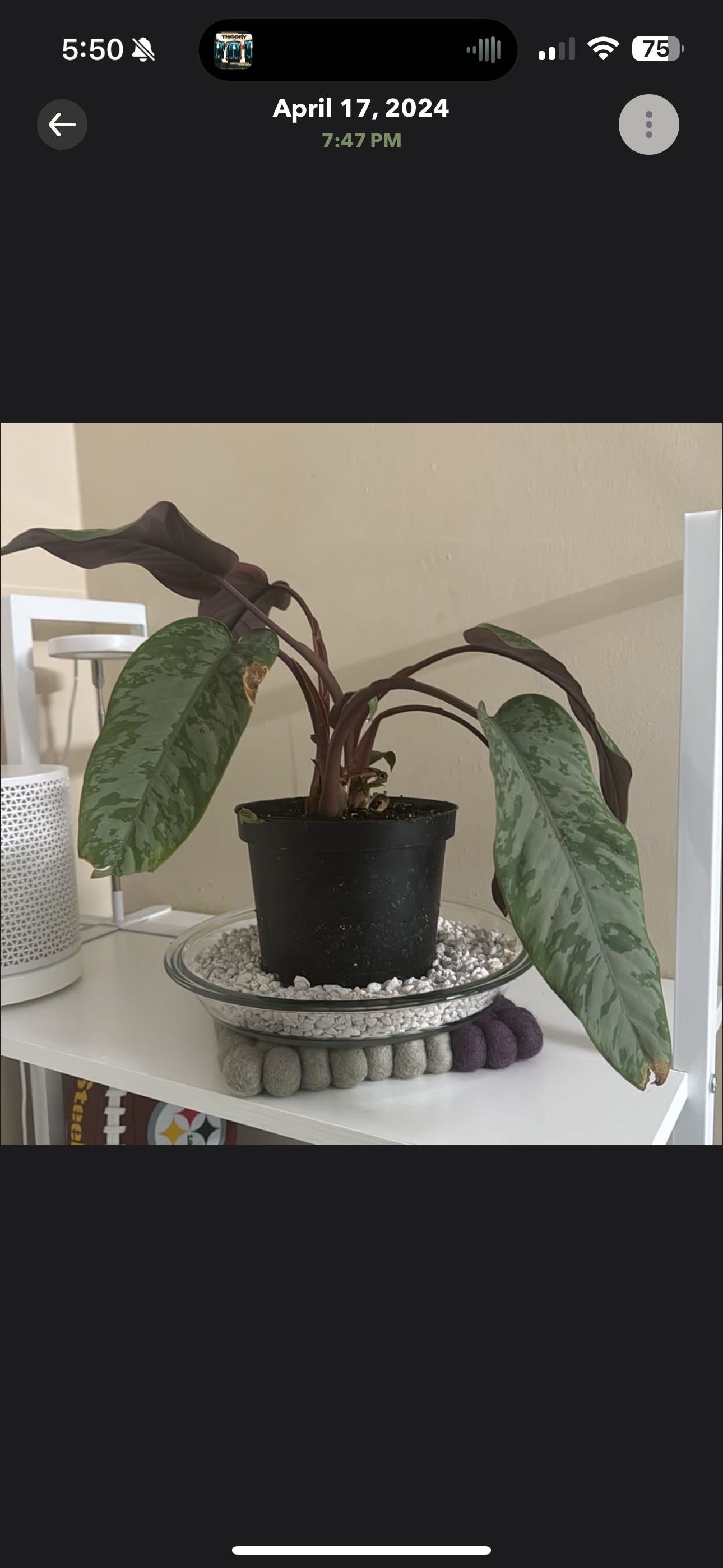 The Complete Apoballis Red Sword Plant Care Guide: Water, Light & Beyond