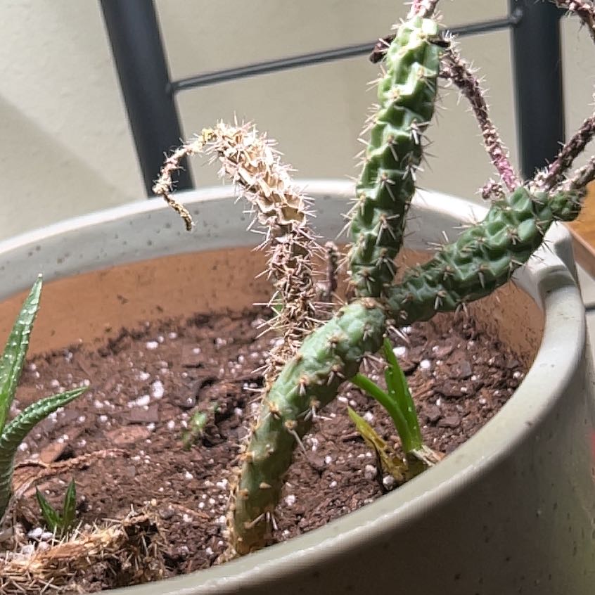 Why Are There Brown Spots on My Cane Cholla Leaves?