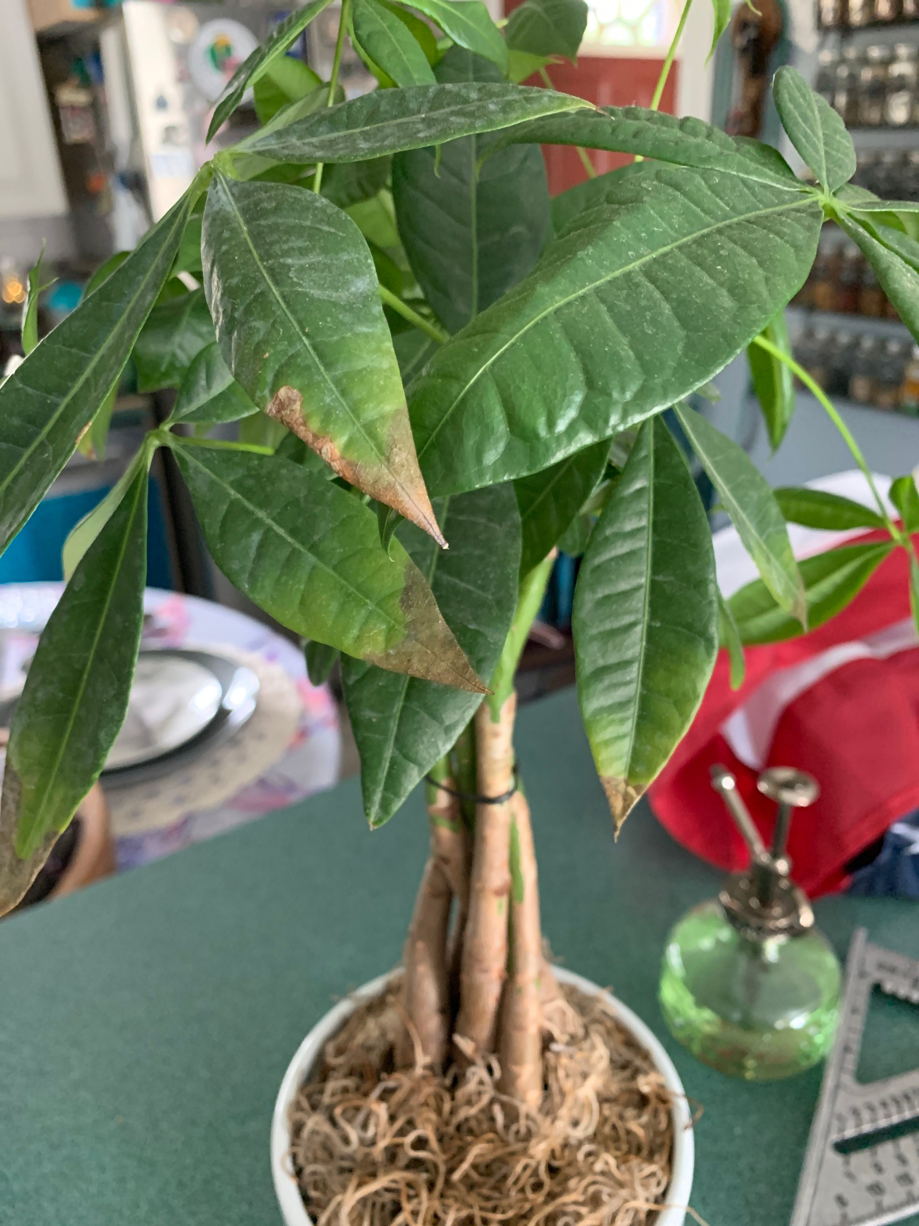 Tree Diddy doesn’t seem to be doing well. He has brown s...