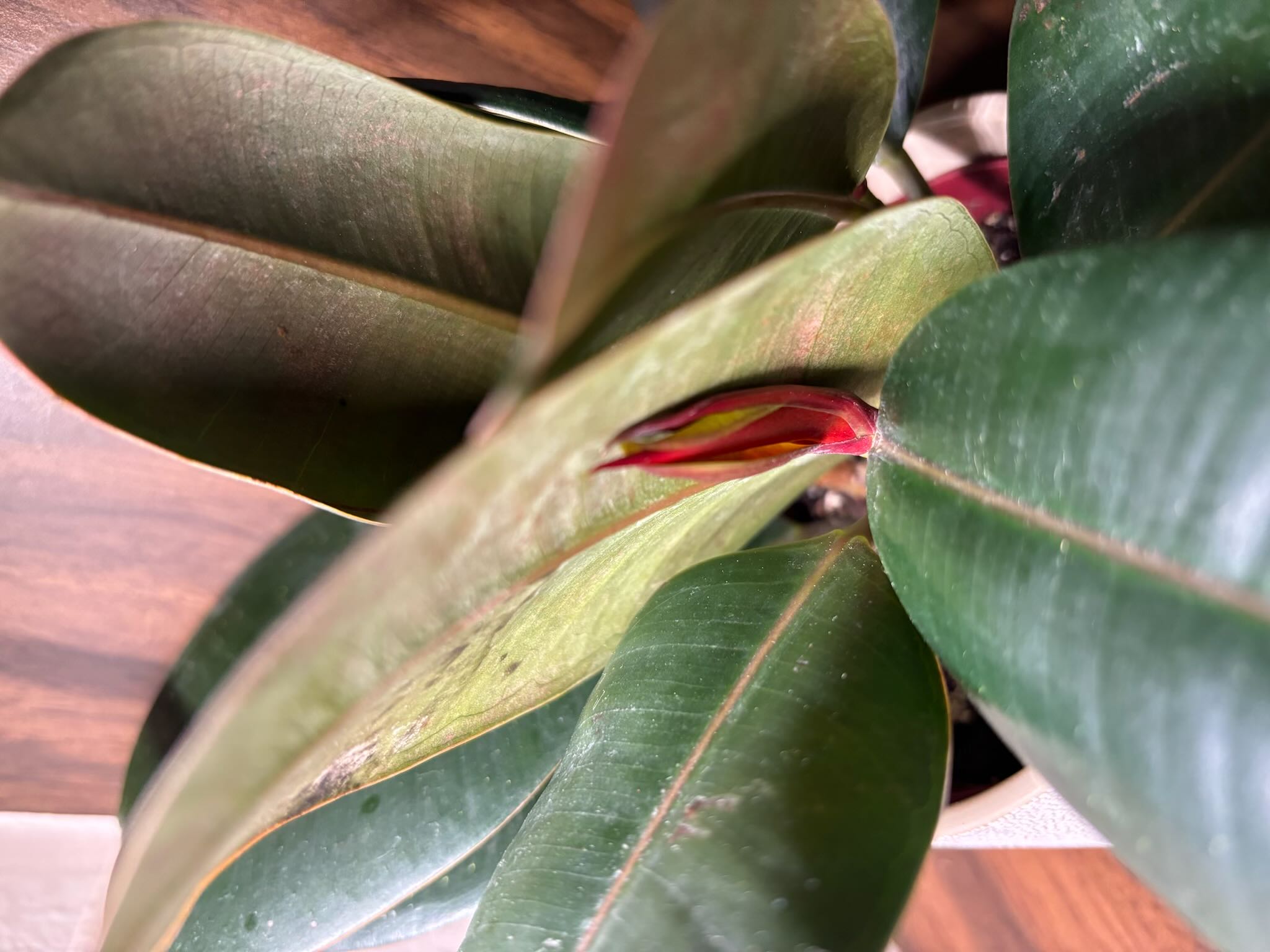 Keep Your Golden Gate Ficus Alive: Light, Water & Care Instructions