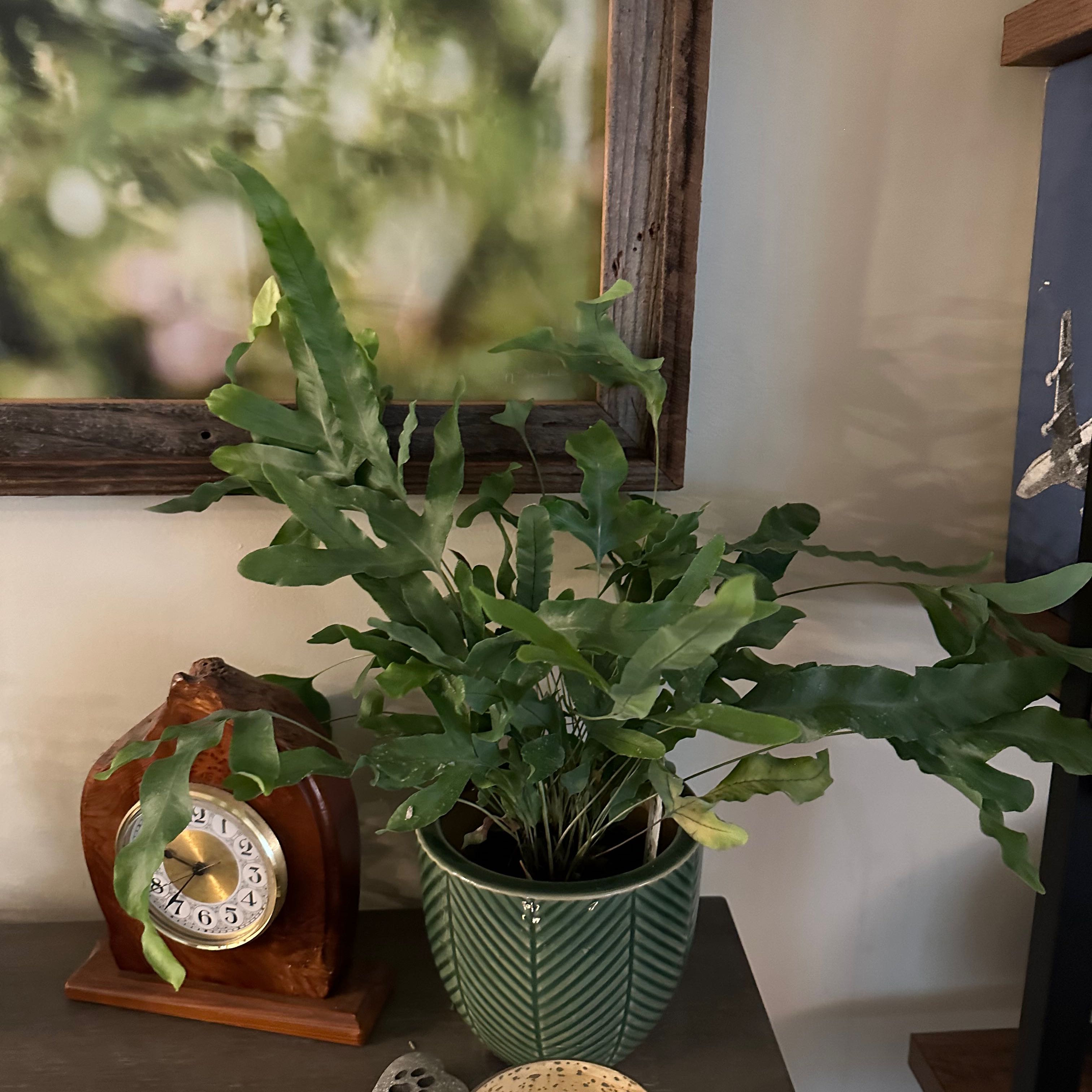 🐇 How To Know When To Repot A Rabbit's Foot Fern?