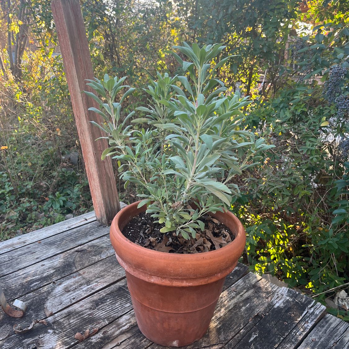 10 Benefits of Having a White Sage