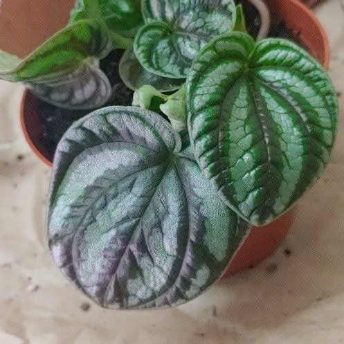 Peperomia 'Dragon Skin' Care 101: Water, Light & Growing Tips
