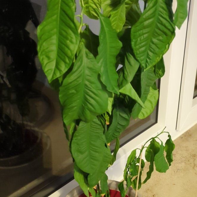 The Complete lemon tree Plant Care Guide: Water, Light & Beyond