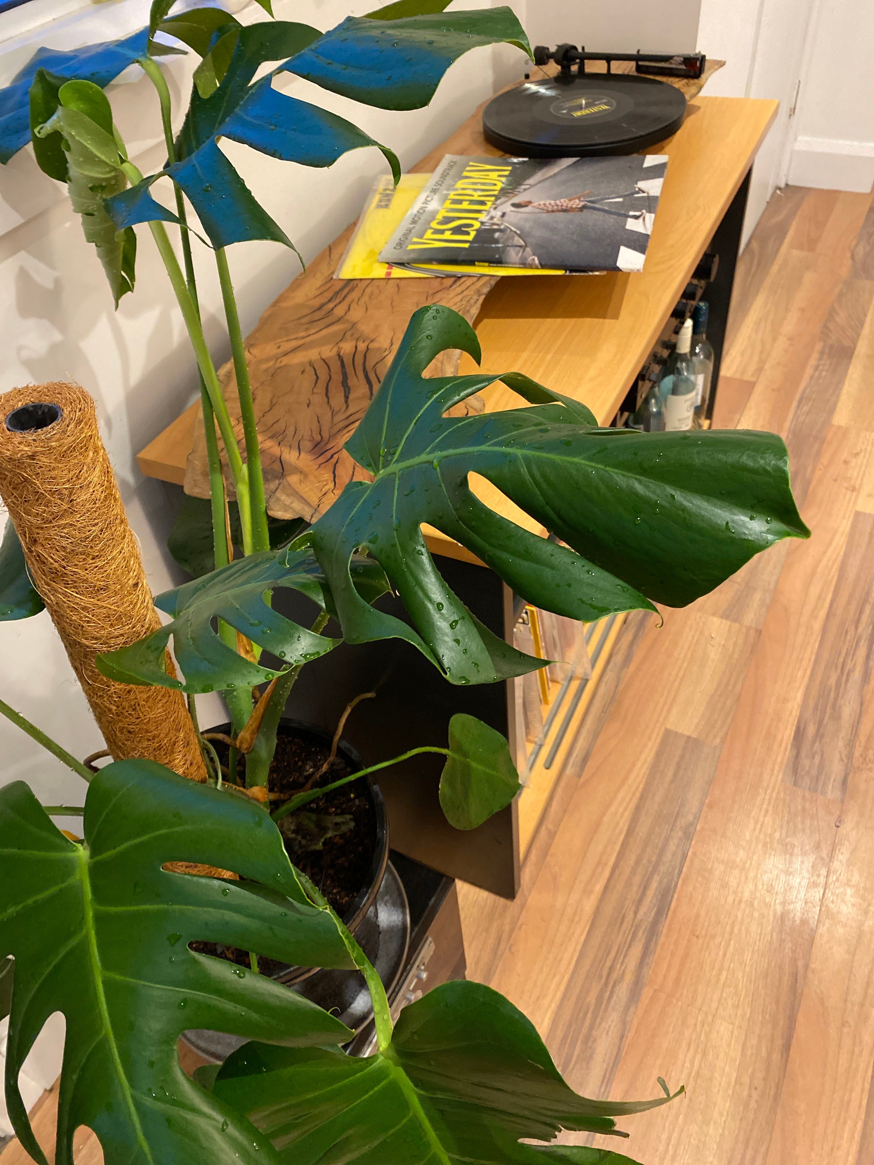 Monstera: How Much Water & Light Does it Need to Thrive?