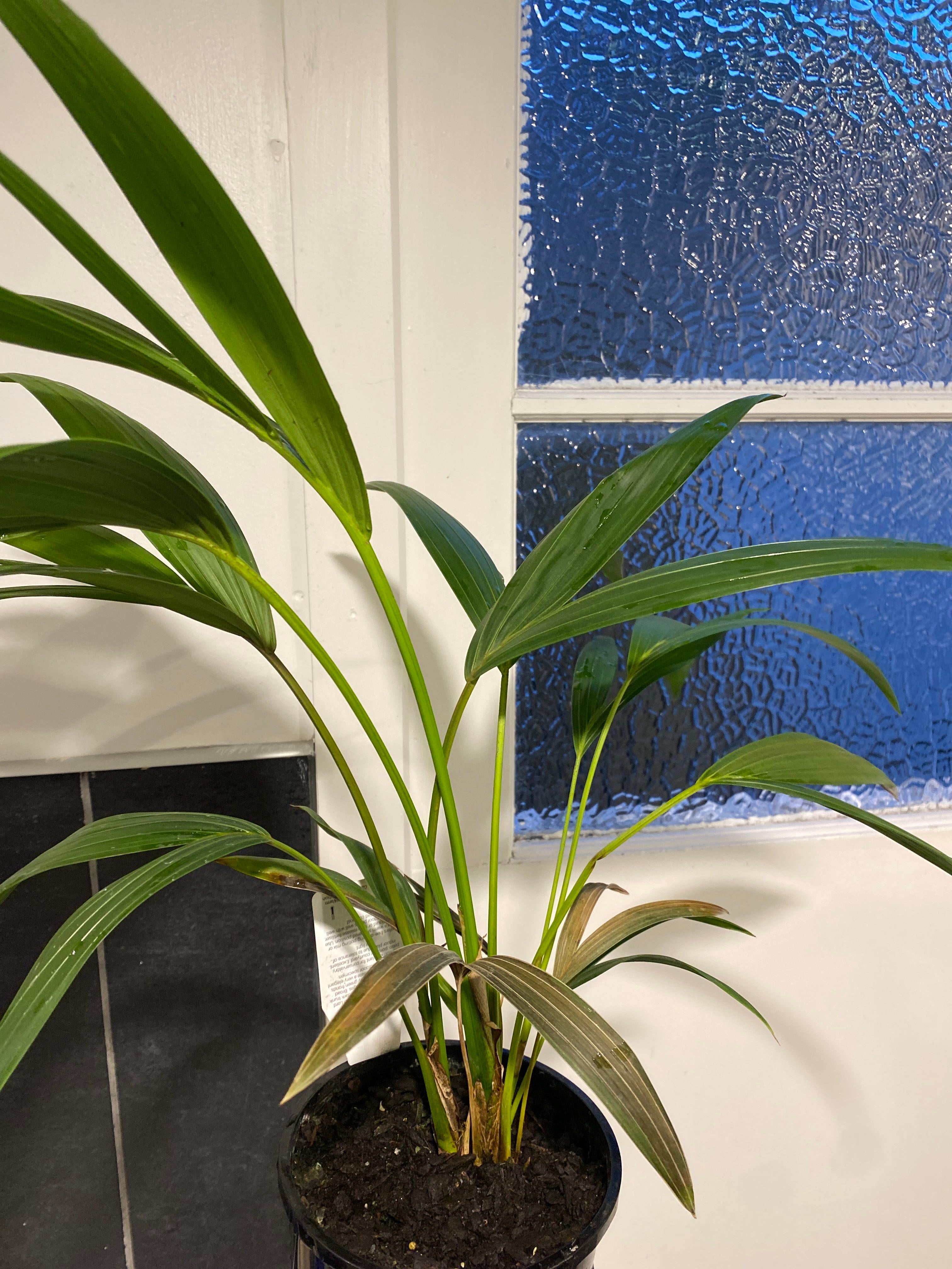 How to Care for Kentia Palm: Mastering Water, Sunlight & More