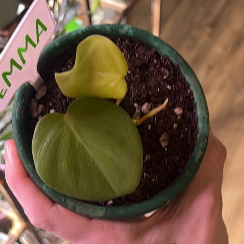 Emma | A plant by @SpikeLeaf on Greg