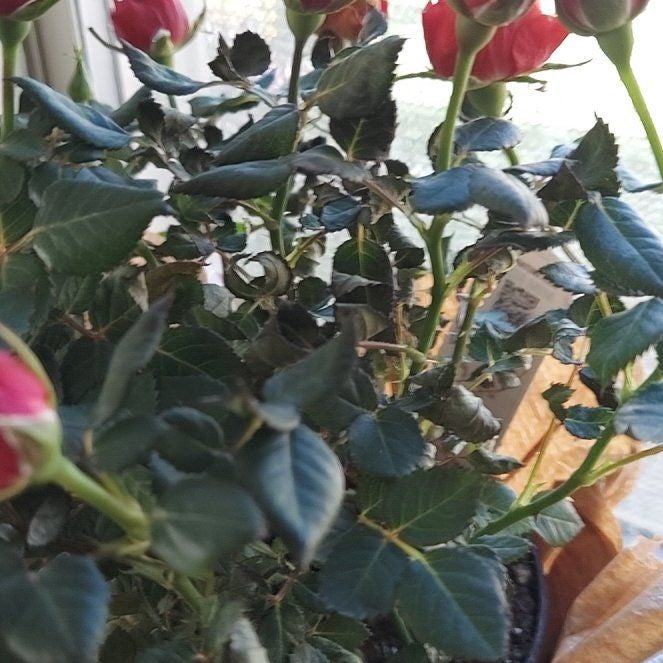 Captain Plant-it | A plant by @OutgoingMoss on Greg