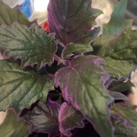 Leaf Erickson | A plant by @TitanicRedclaws on Greg