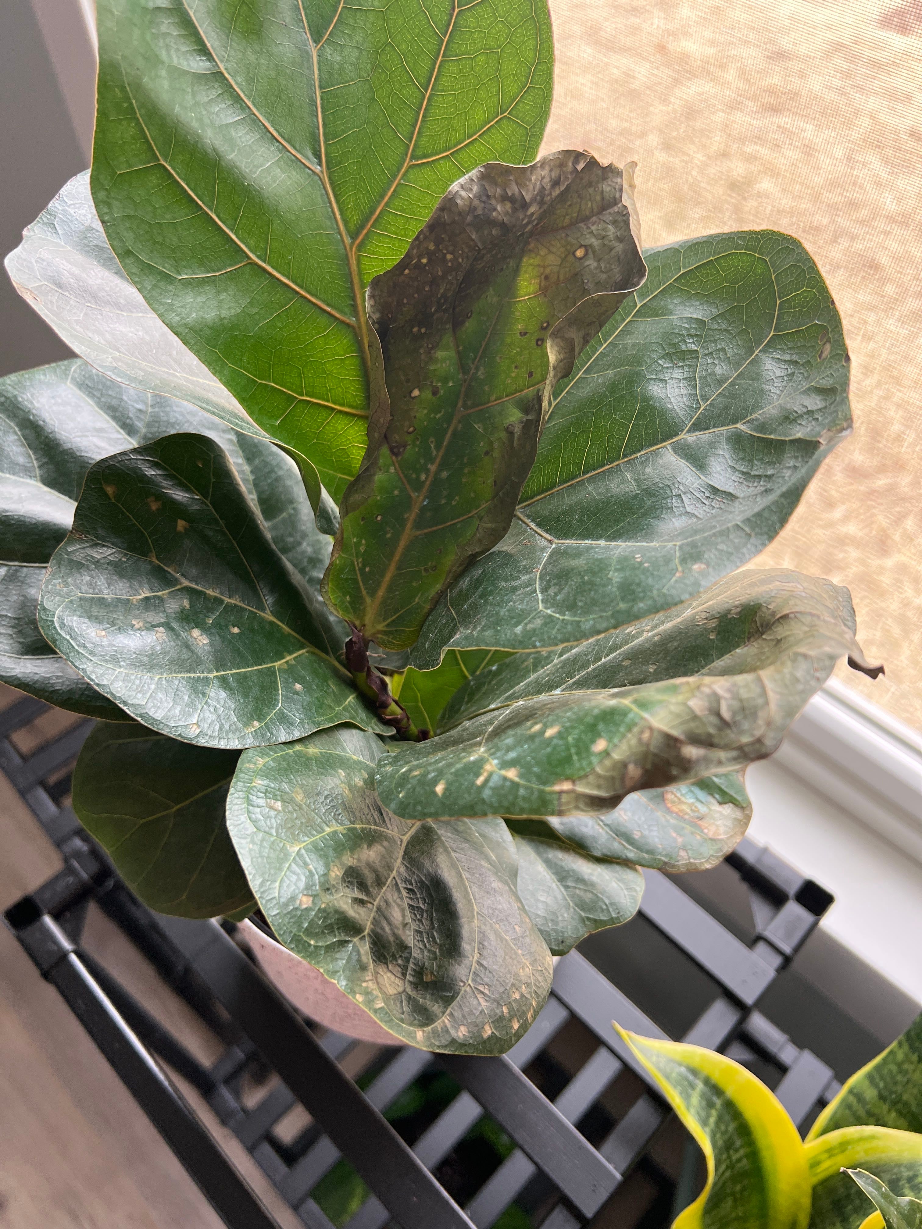 My FLF leaves are getting brown spots and curling. There ...