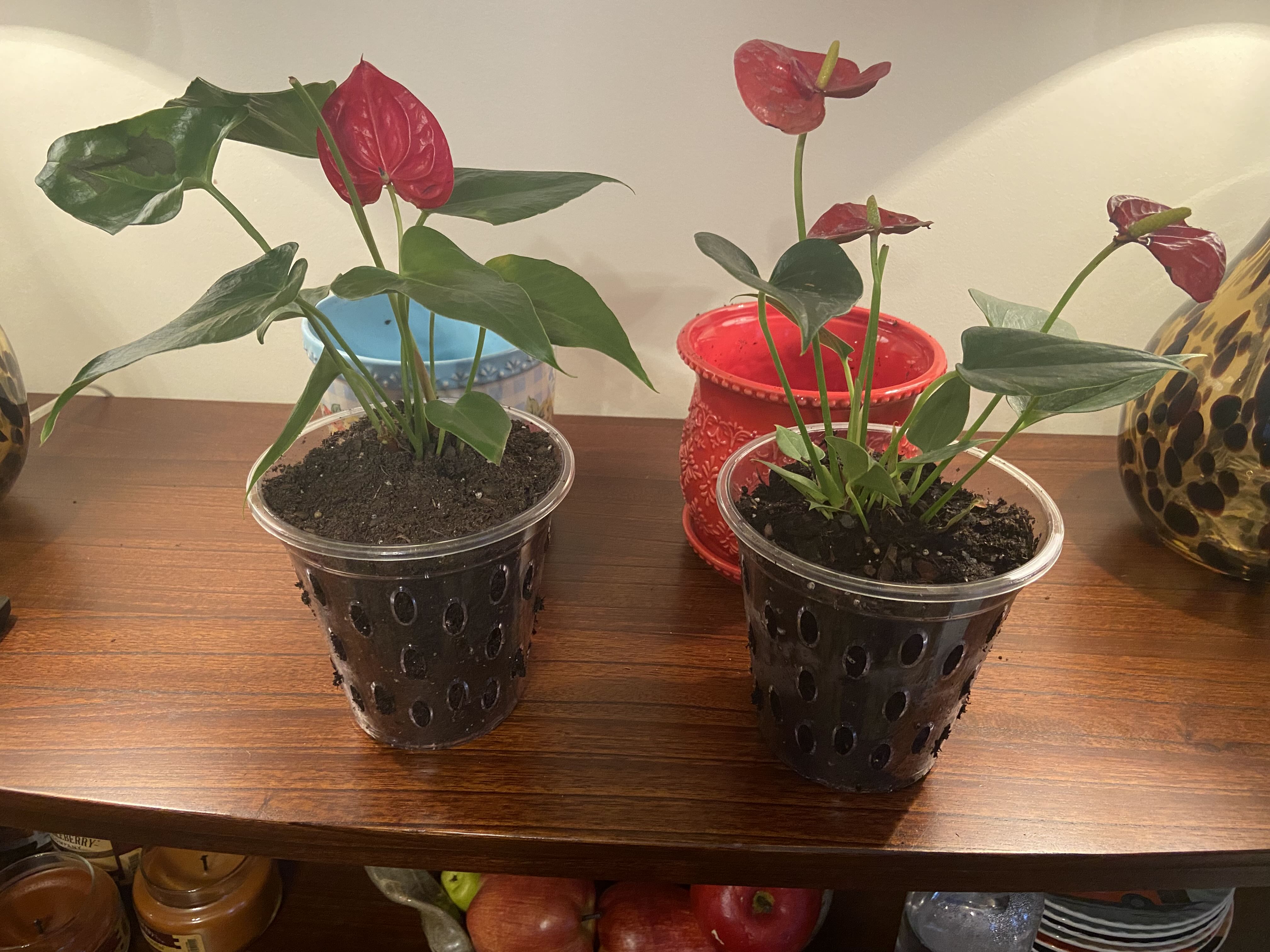 How to Care for Anthurium 'Big Red Bird': Mastering Water, Sunlight & More