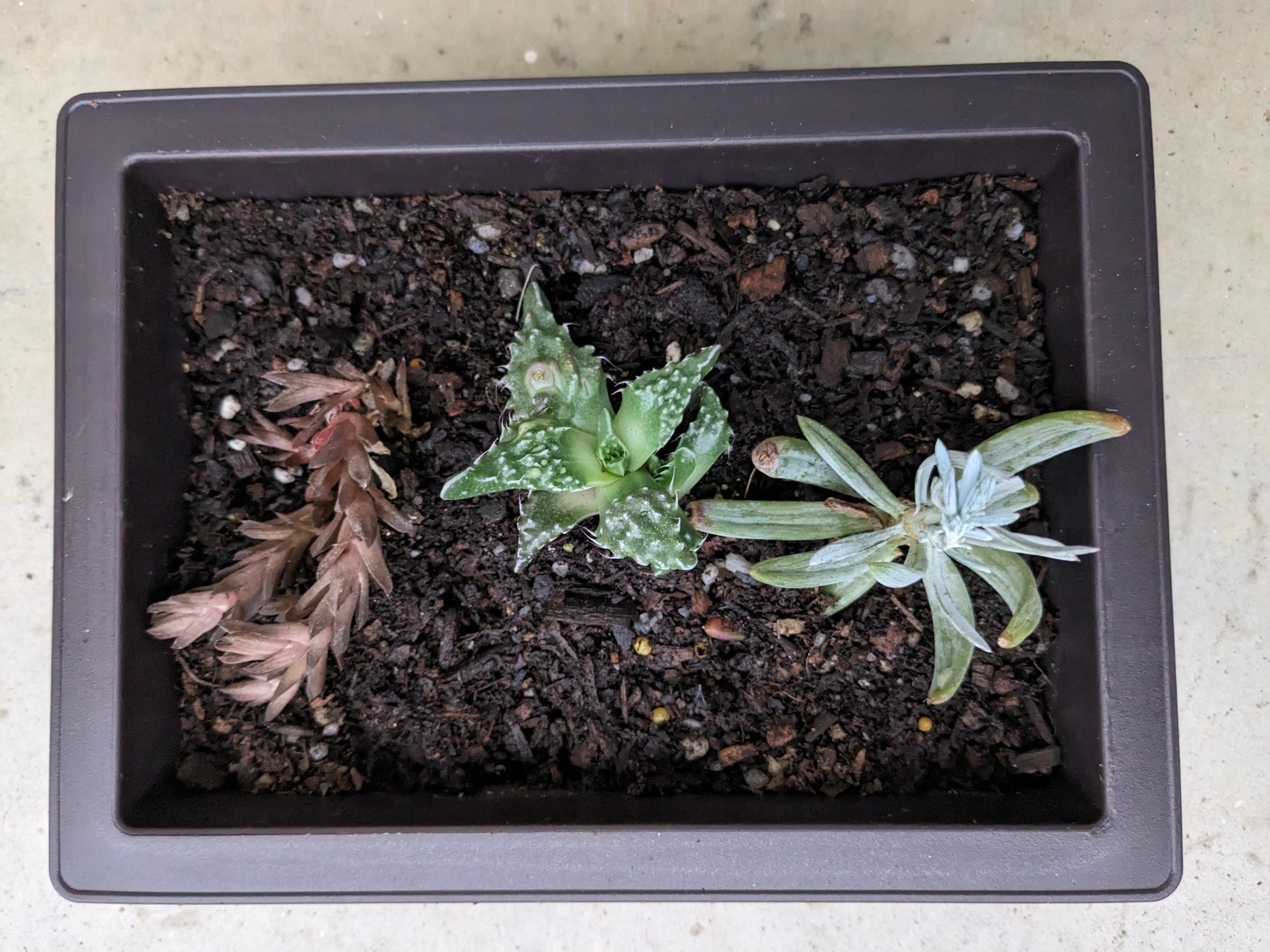 Angular Sea-Fig Plant Care: Water, Light, Nutrients | Greg App 🌱