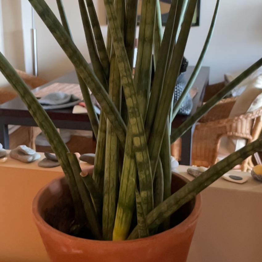 Achilles | A plant by @DidacticFrogbit on Greg