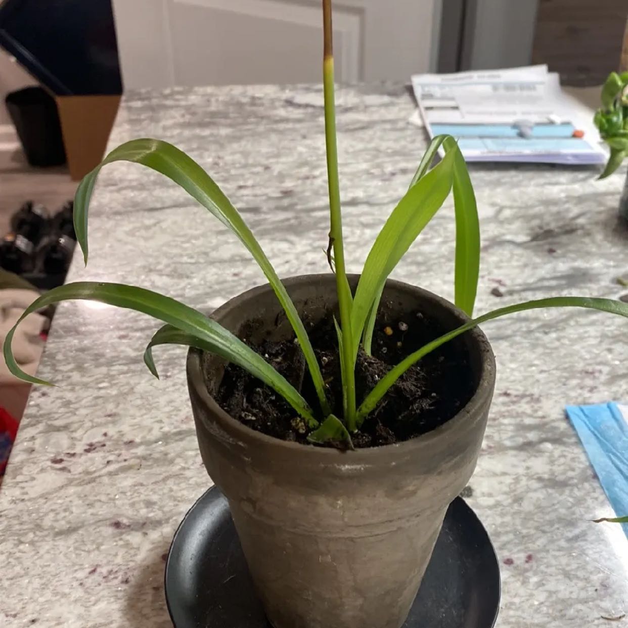 Marvel | A plant by @Purplethumb2024 on Greg