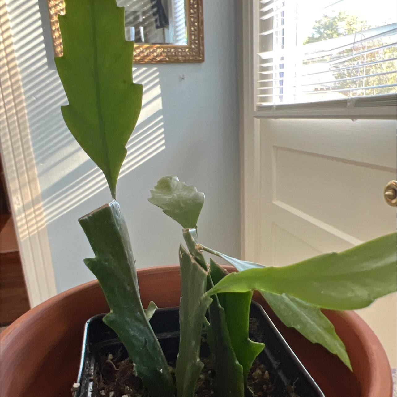 Snowdrop Cactus Plant Care: Water, Light, Nutrients | Greg App 🌱