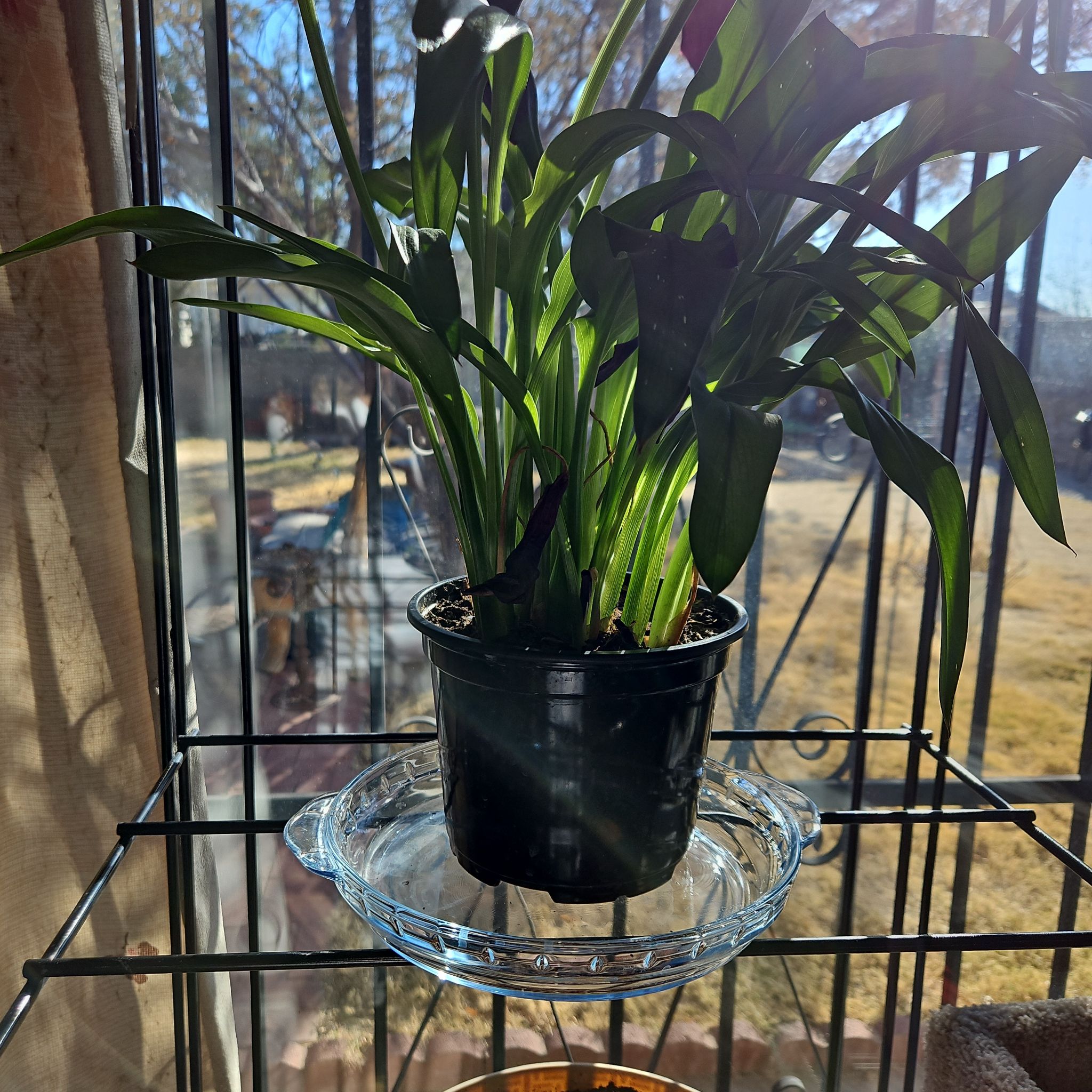 Bruce Lee | A plant by @DiligentKawaka on Greg