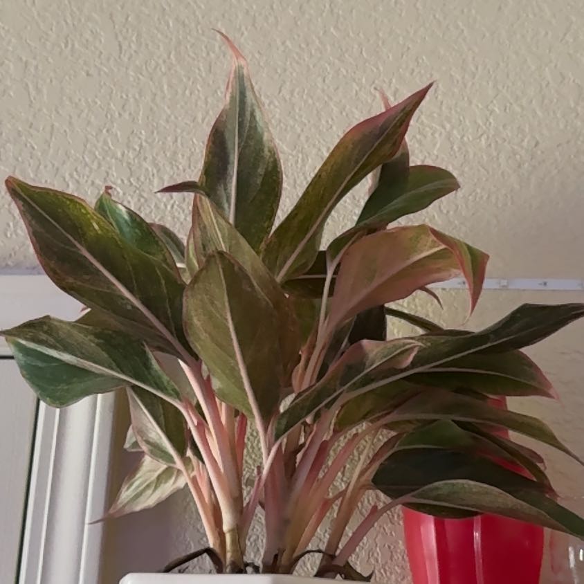 Zeus | A plant by @SugarGeropogon on Greg