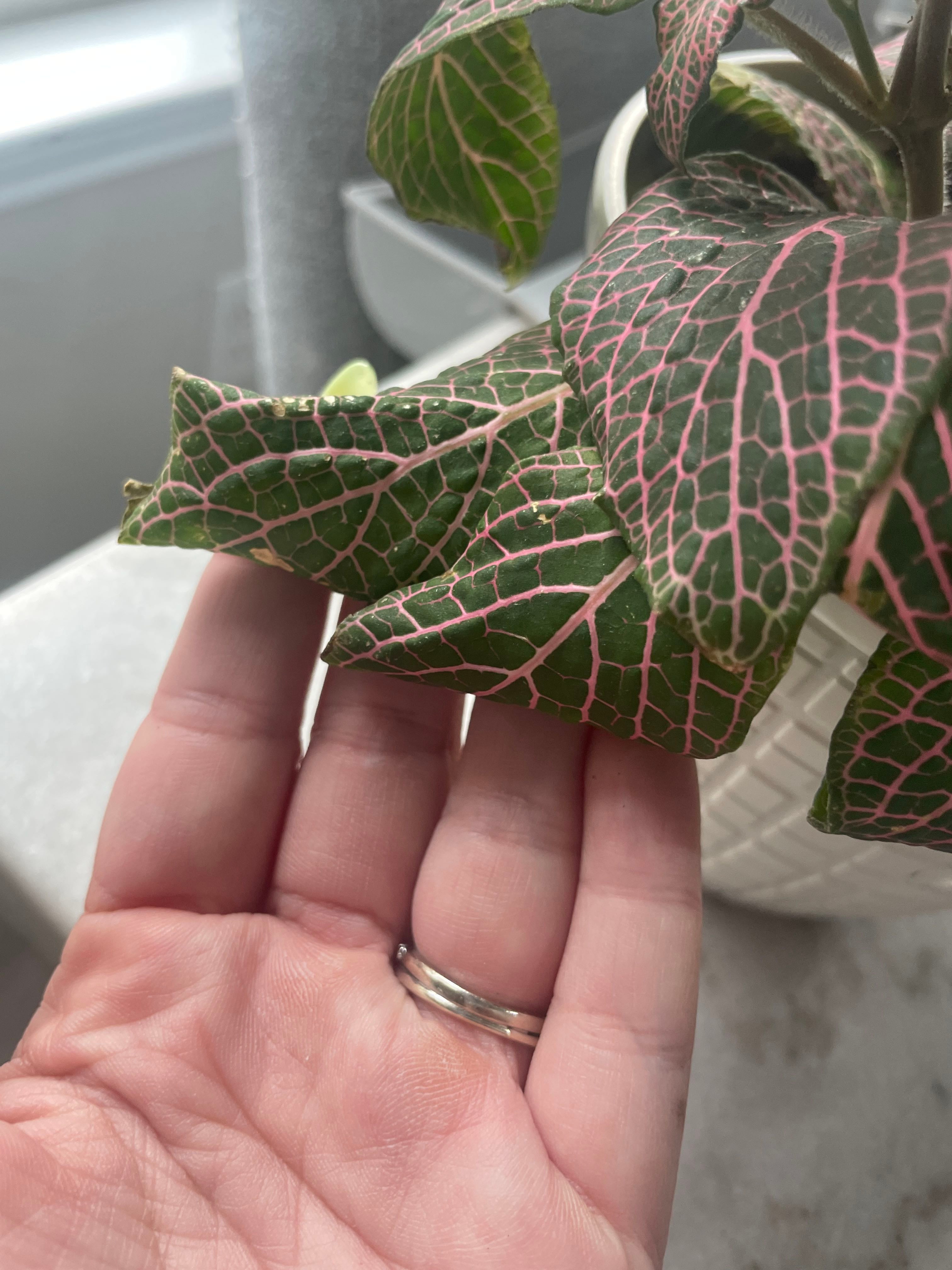 Keep Your 'Ruby Red' Nerve Plant Alive: Light, Water & Care Instructions