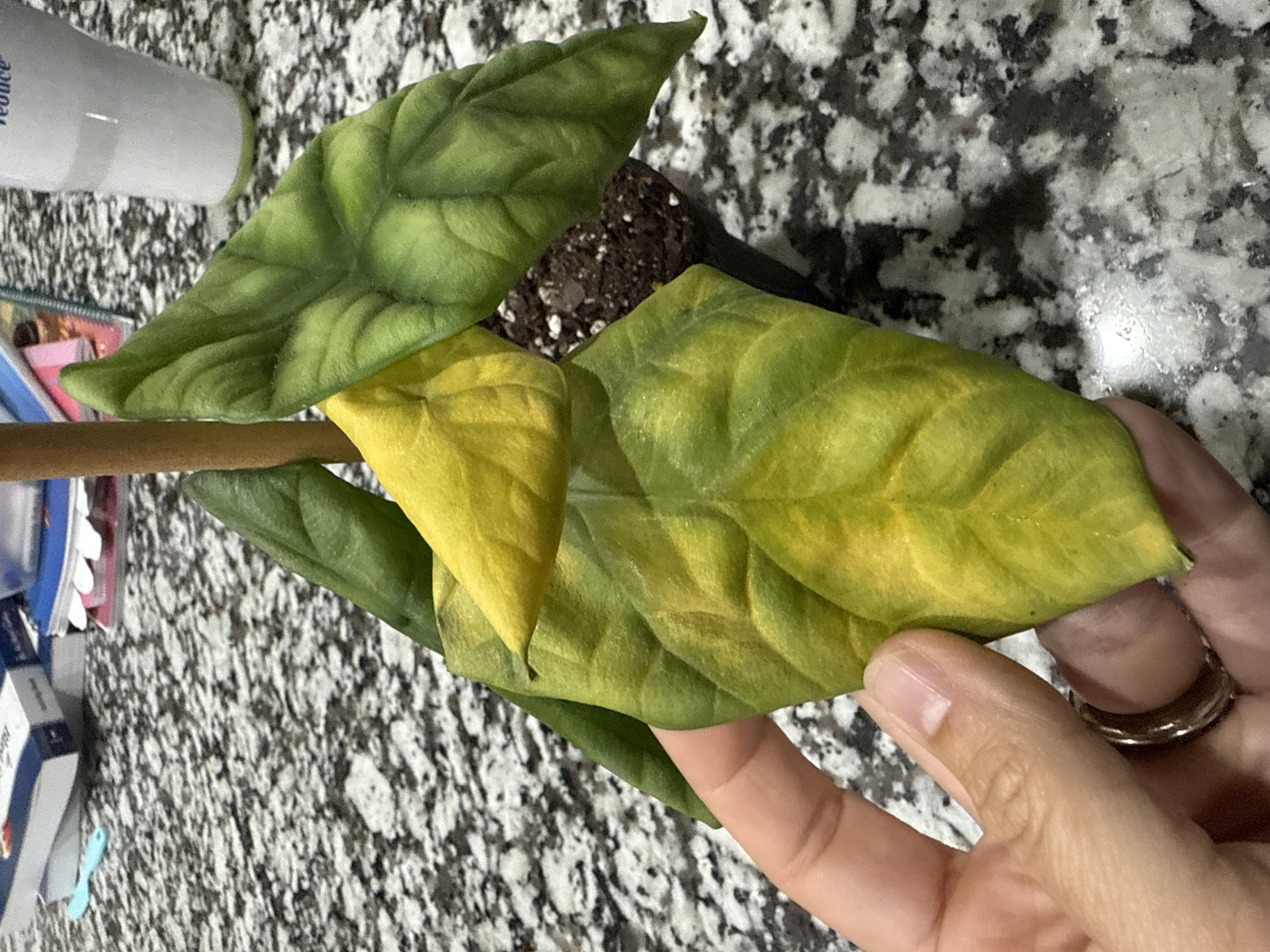 The Complete Alocasia 'Sumo' Elephant Ear Plant Care Guide: Water ...