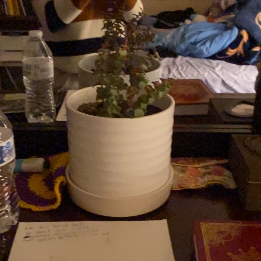 Nemo | A plant by @MightyDracaena on Greg