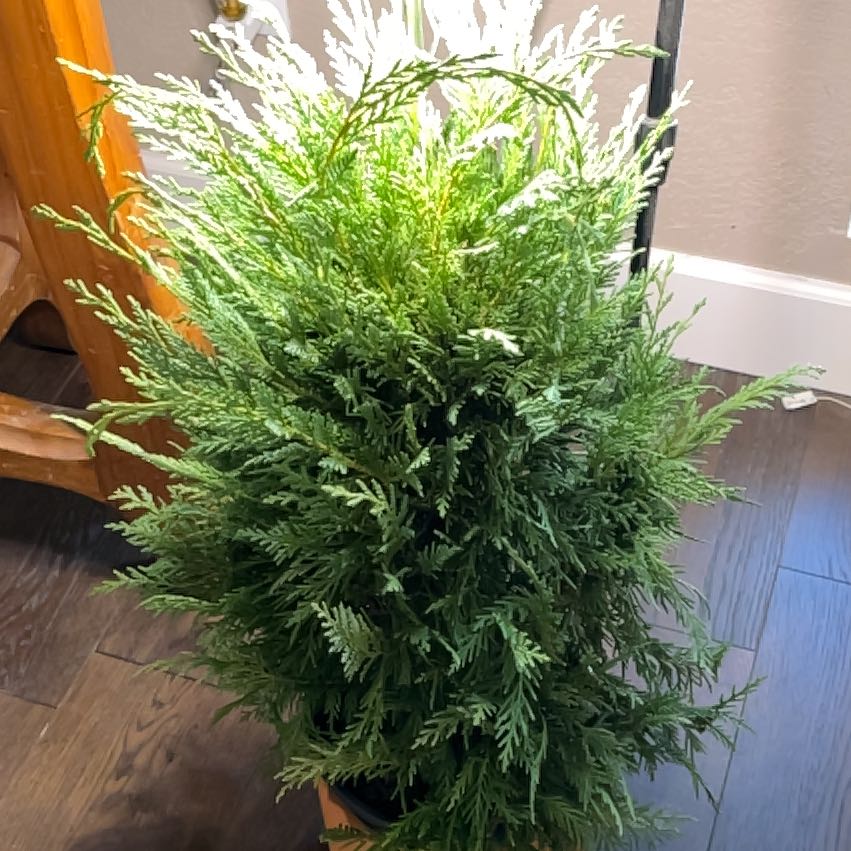 Cy | A plant by @CuddlyPlanera on Greg