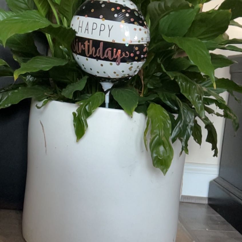 Marley | A plant by @KingpinSkimmia on Greg