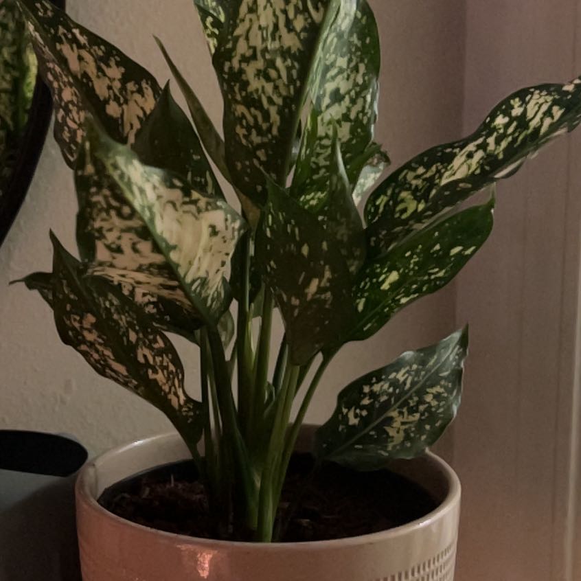 Emerson | A plant by @OpenlyRedclaws on Greg