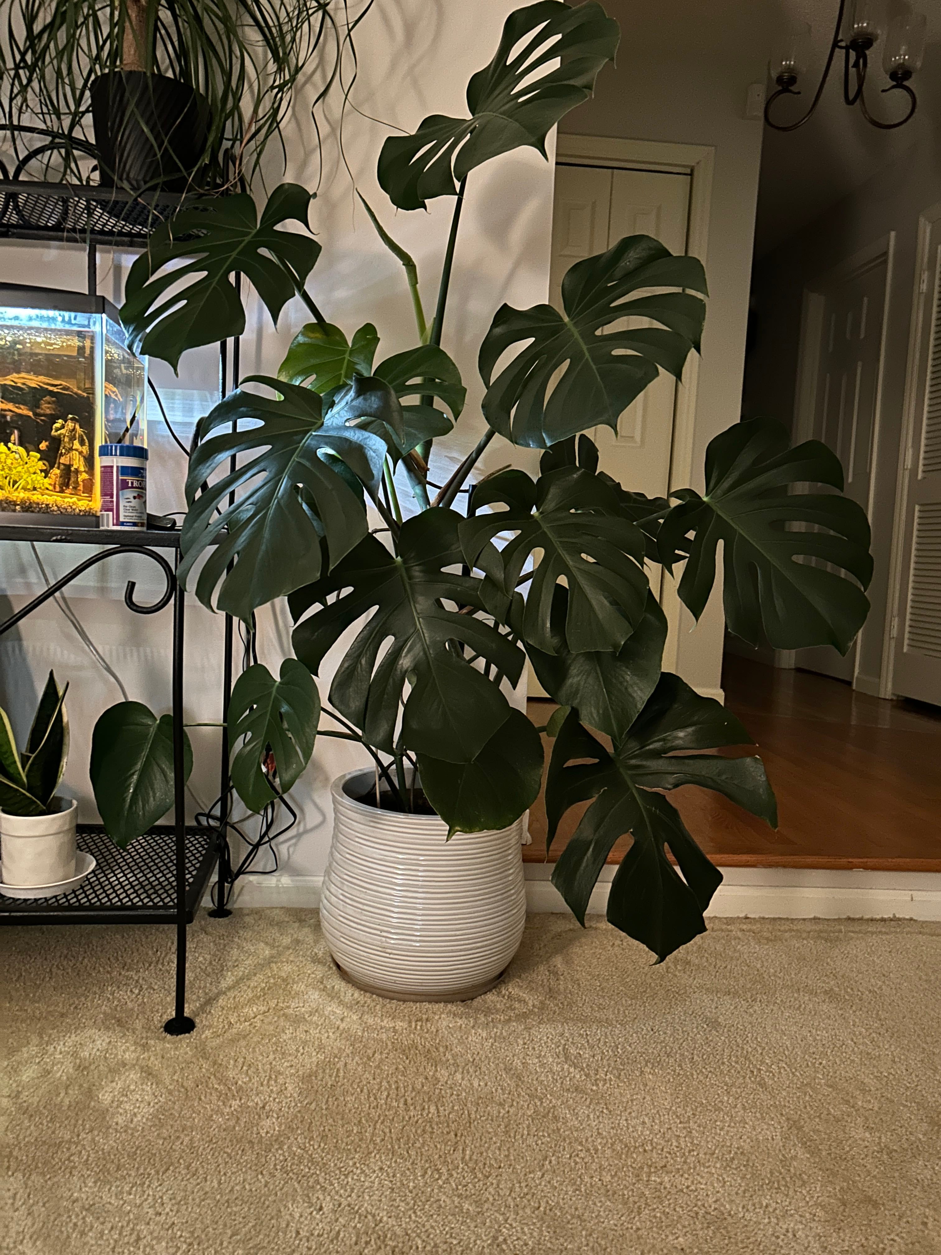 The Complete Monstera Plant Care Guide: Water, Light & Beyond
