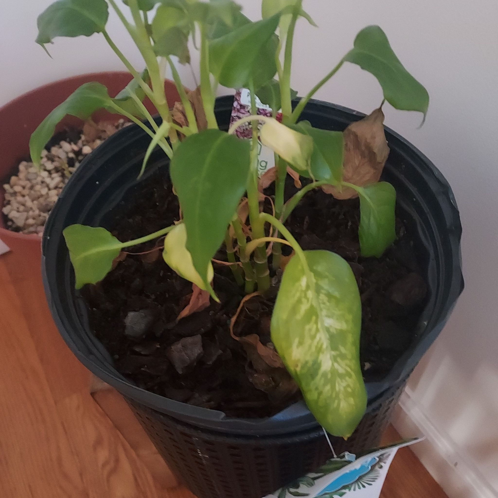 Xena | A plant by @ManlyCapnoides on Greg
