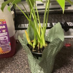 Huckleberry Fern | A plant by @NurseSagopalm on Greg