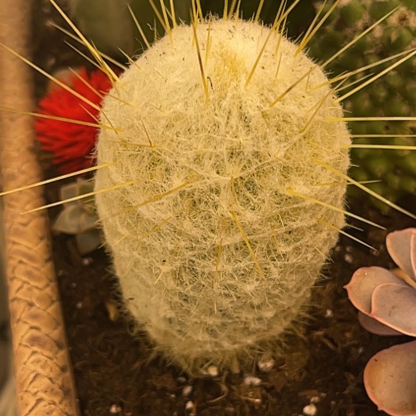 ️ 10 Advantages of Having a Snowball Cactus